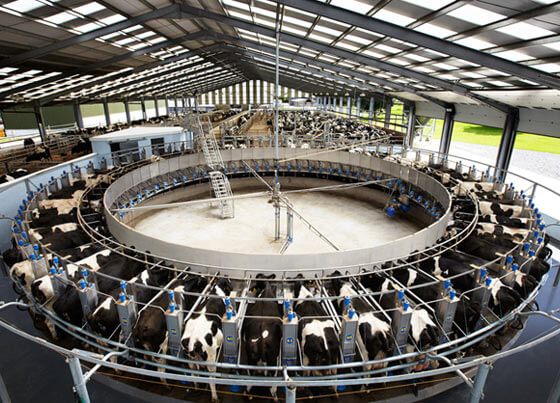 dairymaster-rotary - Dairymaster - Milking Equipment for the progressive Dairy Farmer