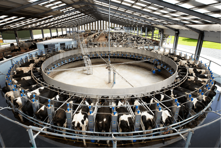 Milking - Dairymaster
