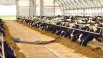 Feedmax 自动推料系统 - Dairymaster