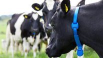 What is MooMonitor+ ? - Dairymaster