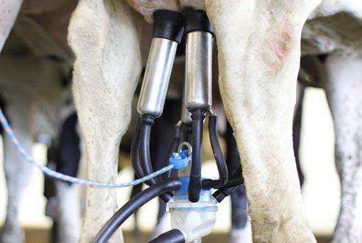 The difference - Dairymaster