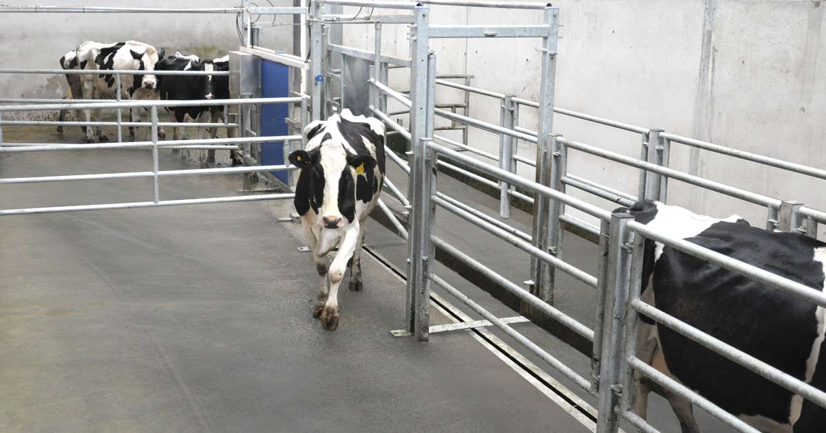 Drafting - Dairymaster