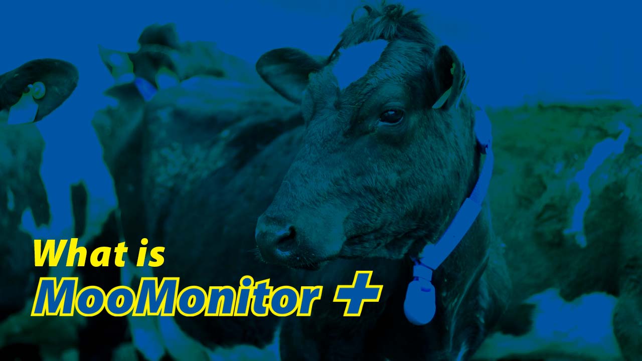 What is MooMonitor+ ? - Dairymaster