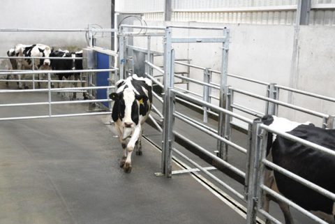 Drafting - Dairymaster