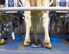 Cow Rotary - Dairymaster