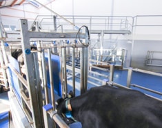 Cow Rotary - Dairymaster